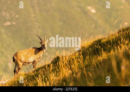 animal droppings in the mountains in nature Stock Photo - Alamy