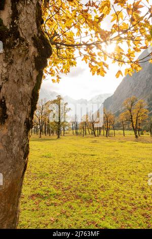 Sun star, Grosser Ahornboden in autumn, yellow sycamore maple, Risstal ...