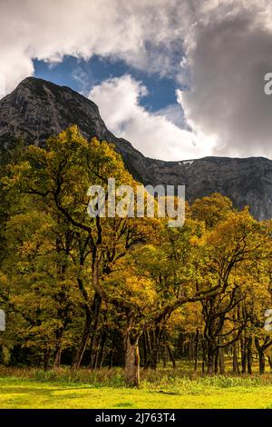 Sun star, Grosser Ahornboden in autumn, yellow sycamore maple, Risstal ...