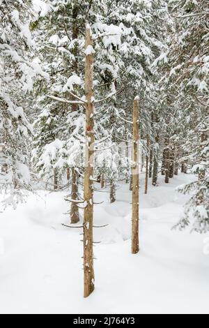 Dead coniferous trees covered in ice and snow on an overcast winter day ...