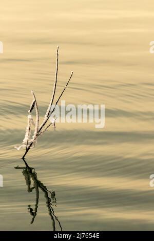 Ice crystal on the branches of a willow reflected in the water of the ...