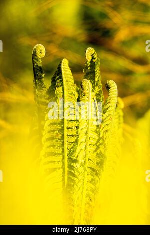 Fern frond in spring when budding Stock Photo - Alamy