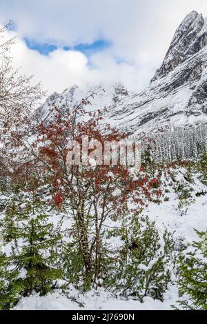 winter mountain ash in the forest in the snow macro filming . winter ...