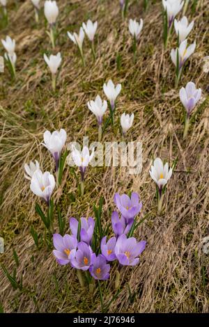 Blossom of the wild crocus in the Karwendel Stock Photo - Alamy