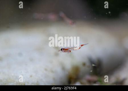bloody-red mysid, Hemimysis anomala Stock Photo - Alamy