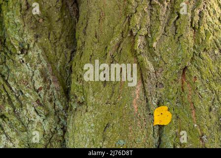 Tree trunk covered with yellow lichen Stock Photo - Alamy