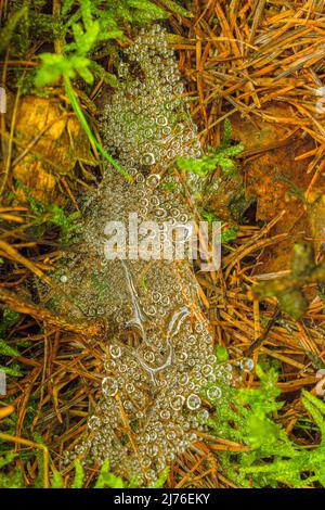 A spider's web on the ground in the forest Stock Photo - Alamy