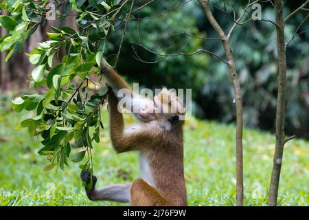 wildlife photography apes Stock Photo - Alamy