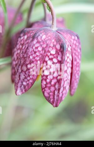 wild flower snakes head friltery Stock Photo - Alamy