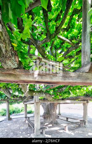 Stepped lime tree, Grettstadt, Franconia, Bavaria, Germany, Europe ...