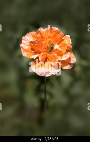 Spanish Poppy (Papaver rupifragum Stock Photo - Alamy