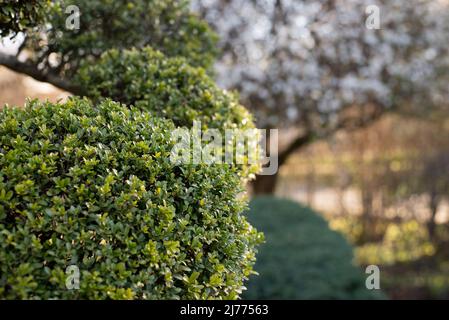 Garden Design Element of Spherically Formed Boxwood Bush. Boxtree Shrub ...