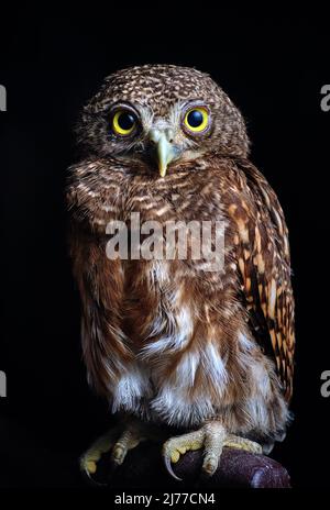 The studio shot of a collared pygmy owl Stock Photo - Alamy