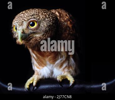 The studio shot of a collared pygmy owl Stock Photo - Alamy