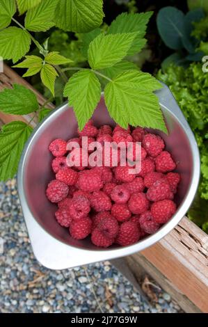 Fresh picked raspberries with green leaves. Top view Stock Photo - Alamy