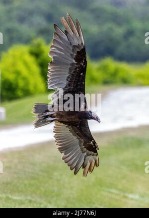 Turkey vulture swooping low over the trails at Sweetwater wetlands park ...