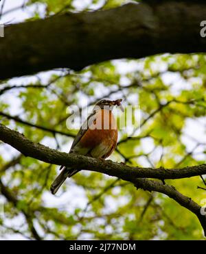 An American Robin perching in a tree Stock Photo - Alamy