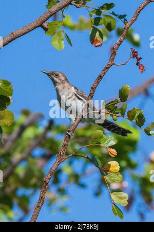 Horsfield's bronze cuckoo (Chrysococcyx basalis), Red-tailed Cuckoos ...