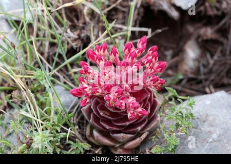 Turkey. Red endemic flower growing in the Taurus Mountains Stock Photo ...