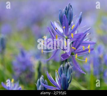 Common camas Camassia Quamash Flowers Stock Photo - Alamy