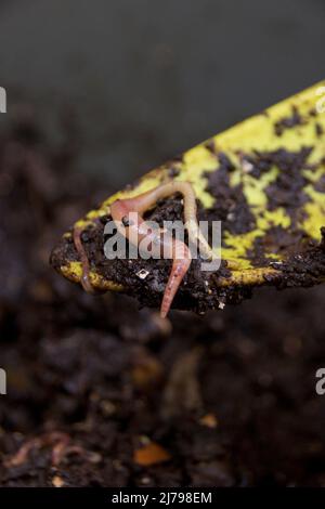 A closeup of an Earthworm on the soil in a forest Stock Photo - Alamy