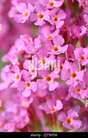 Pink Buddleja davidii Butterfly Bush Stock Photo - Alamy