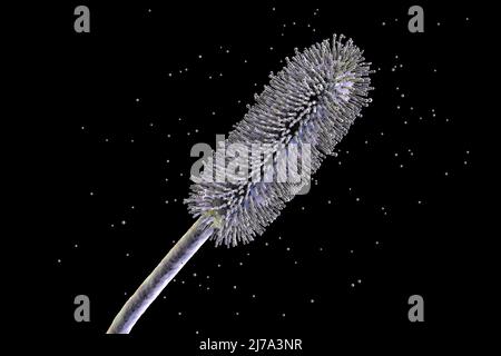 Aspergillus clavatus mould fungus, illustration Stock Photo - Alamy