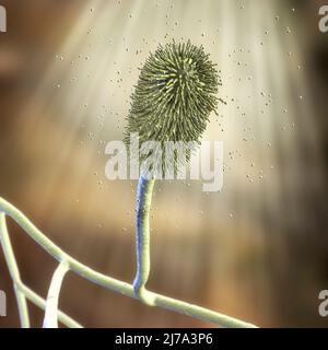 Aspergillus clavatus mould fungus, illustration Stock Photo - Alamy