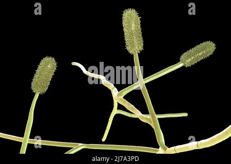 Aspergillus clavatus mould fungus, illustration Stock Photo - Alamy