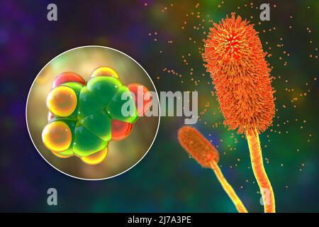 Aspergillus clavatus mould fungus, illustration Stock Photo - Alamy