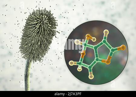 Aspergillus clavatus mould fungus, illustration Stock Photo - Alamy