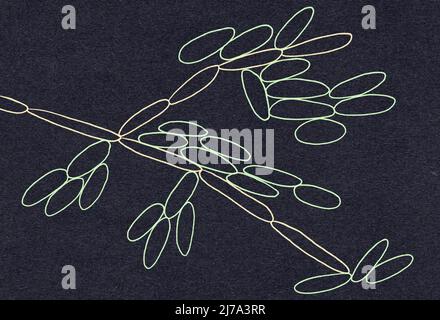Candida kefyr yeasts, illustration Stock Photo - Alamy