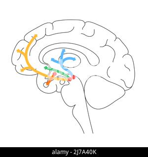 Dopamine pathway, illustration Stock Photo - Alamy
