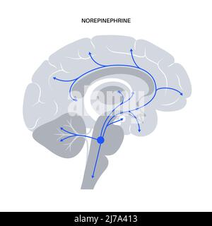 Norepinephrine hormone pathway, illustration Stock Photo - Alamy
