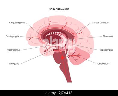 Norepinephrine hormone pathway, illustration Stock Photo - Alamy