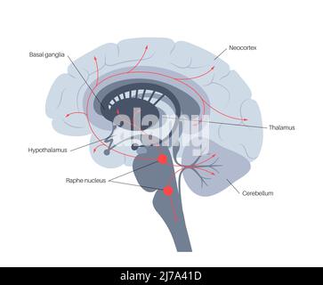 Serotonin pathway in brain, illustration Stock Photo - Alamy