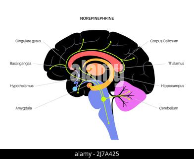 Norepinephrine hormone pathway, illustration Stock Photo - Alamy