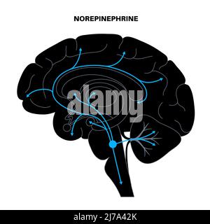 Norepinephrine hormone pathway, illustration Stock Photo - Alamy