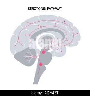 Serotonin pathway in brain, illustration Stock Photo - Alamy