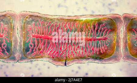 Proglottid of a beef tapeworm, illustration Stock Photo - Alamy