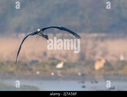A painted Stork flying in sky Stock Photo - Alamy