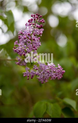 Deciduous flowering shrub Syringa vulgaris known as Lilac blooming ...