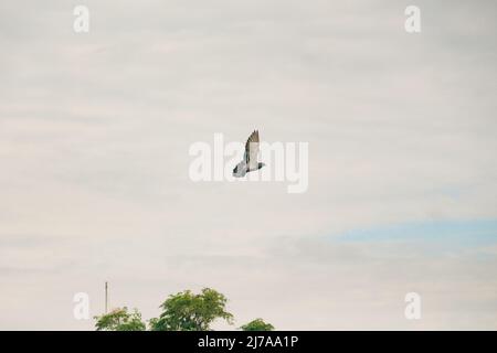 Rock dove flopping wings mid air Stock Photo - Alamy