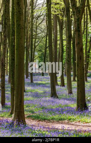 Blue bells Goblin Combe Stock Photo - Alamy