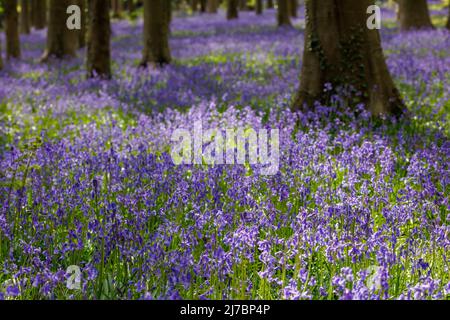 Blue bells Goblin Combe Stock Photo - Alamy
