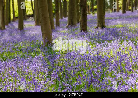 Blue bells Goblin Combe Stock Photo - Alamy