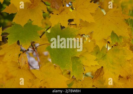Autum leaf and japanese garden Stock Photo - Alamy