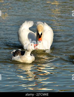 Swan chasing goose Stock Photo - Alamy