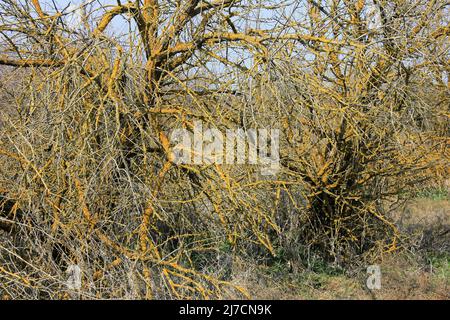 Trees infected with yellow lichen Stock Photo - Alamy