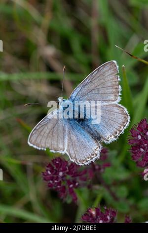 Chalkhill Blue Butterfly on flowers in a chalk pit in Hertfordshire ...